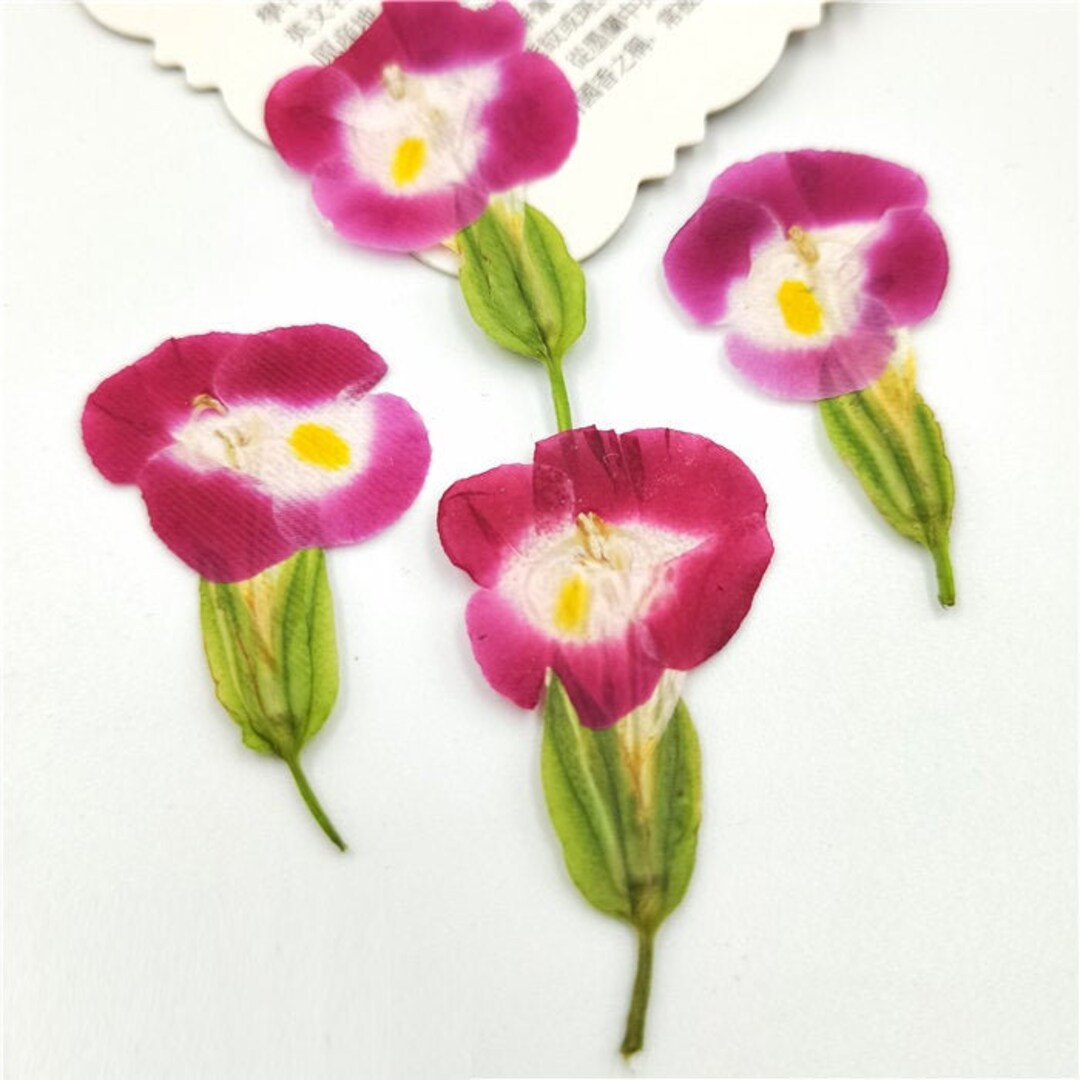 12 Pcs Dried Flower DIY Resin Craft Fillers Pressed Flowers - Etsy