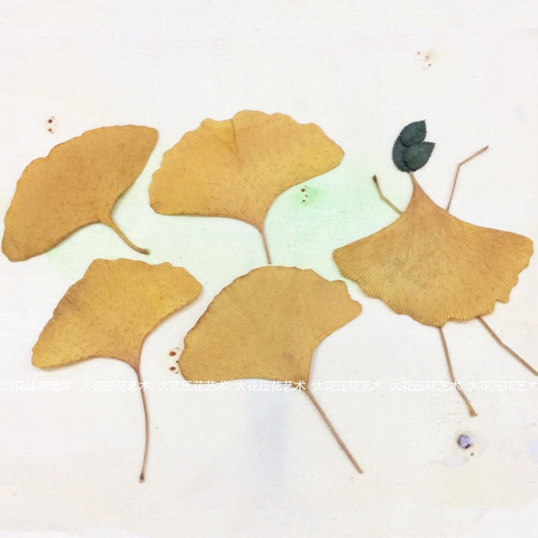 10 Pieces Dried Leaves DIY Resin Craft Fillers Pressed Flowers Slime ...