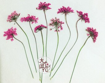 12 Pieces Dried Flowers DIY Resin Craft Fillers Pressed | Etsy