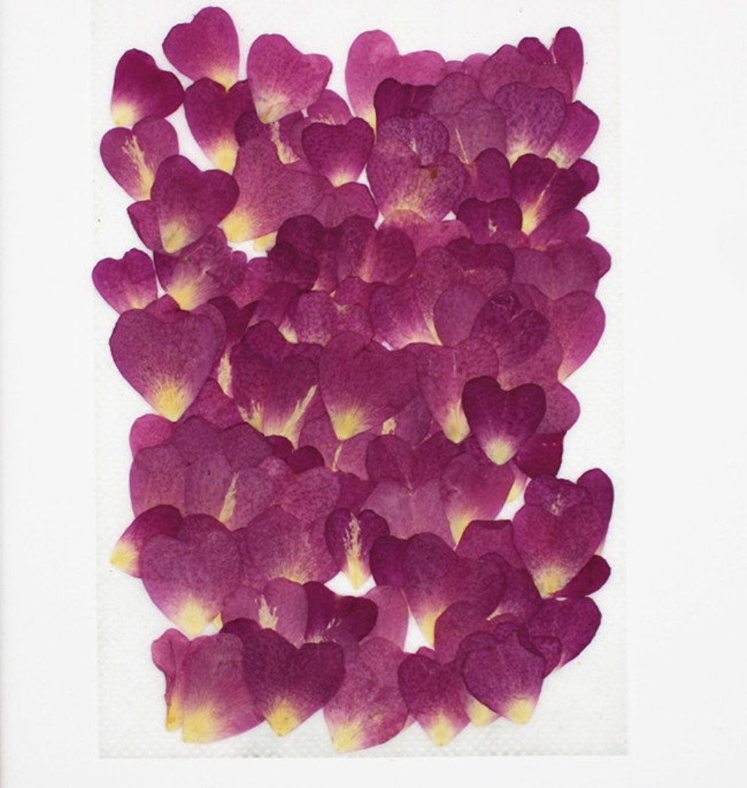 12 Pieces Dried Flowers DIY Resin Craft Fillers Pressed Flowers Slime ...