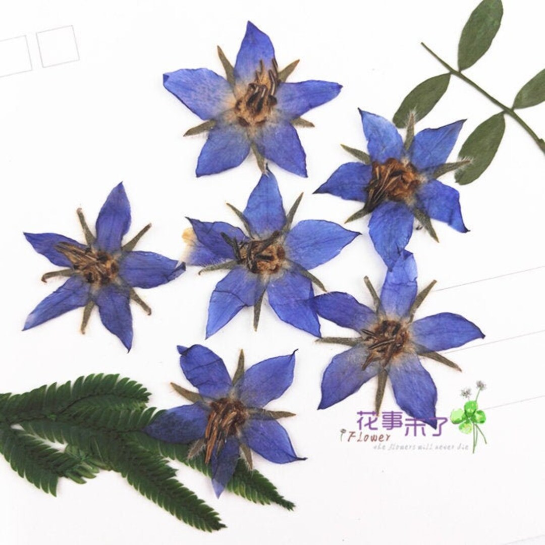 12 Pieces Dried Flowers DIY Resin Craft Fillers Pressed Flowers Slime ...