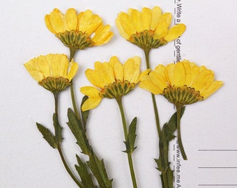 10pcs Dried Flower DIY Resin Craft Fillers Pressed Flowers | Etsy