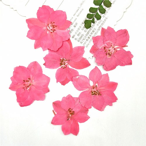 10 Pieces Dried Flowers DIY Resin Craft Fillers Pressed - Etsy