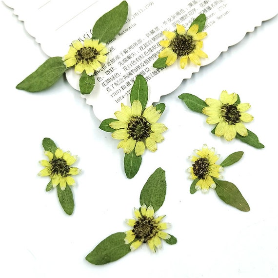 12 Pcs Dried Sunflower DIY Resin Craft Fillers Pressed Flowers | Etsy