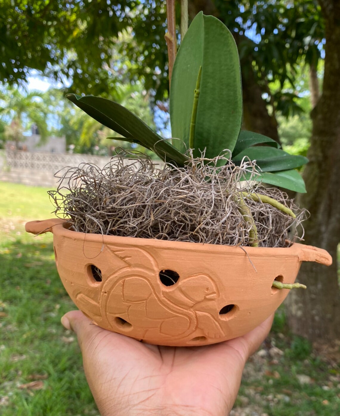 Large Dutch Pot Turtle Style Orchid Terracotta Planter, Carved Turtle ...