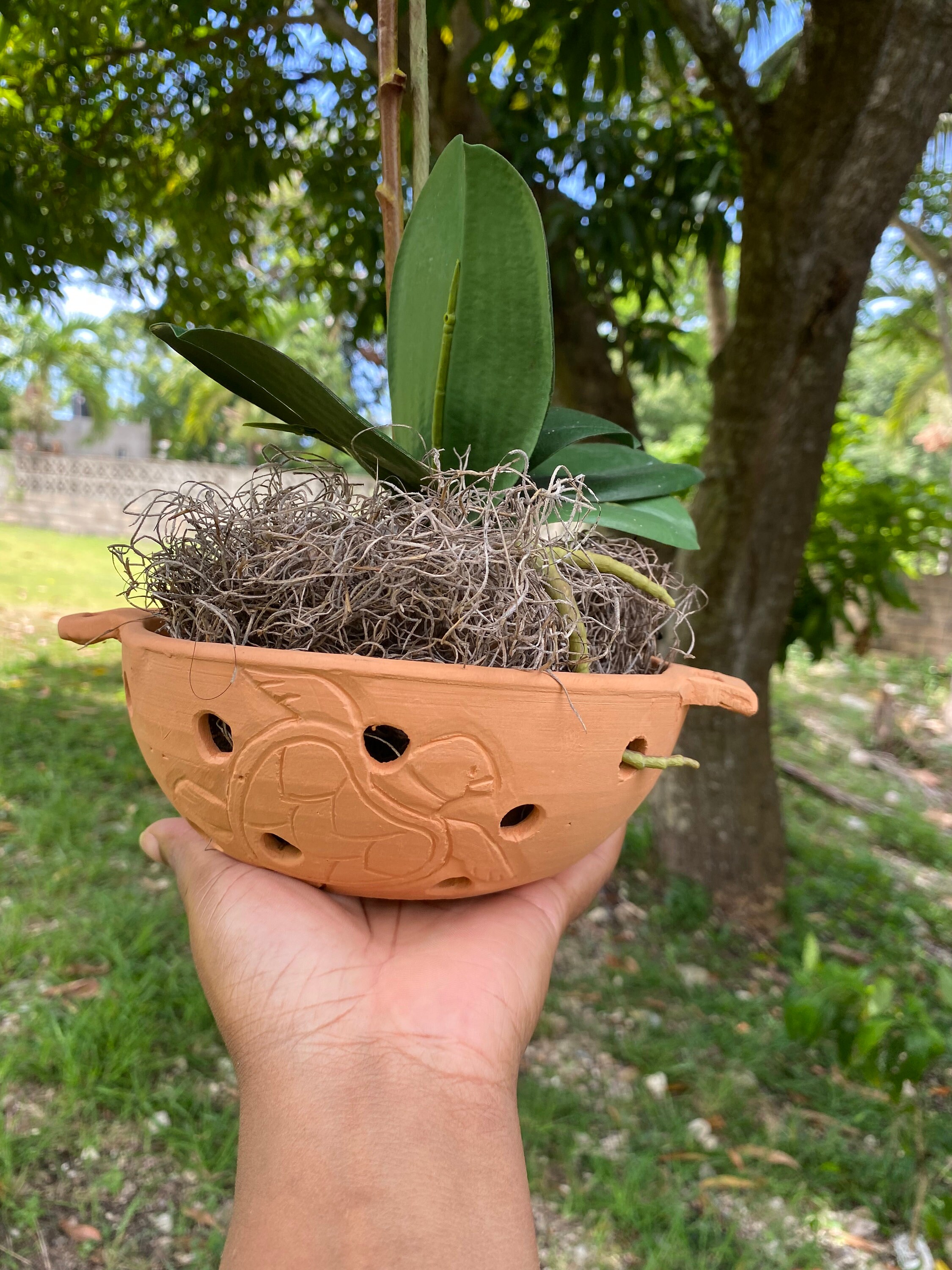 Large Dutch Pot Turtle Style Orchid Terracotta Planter, Carved Turtle ...