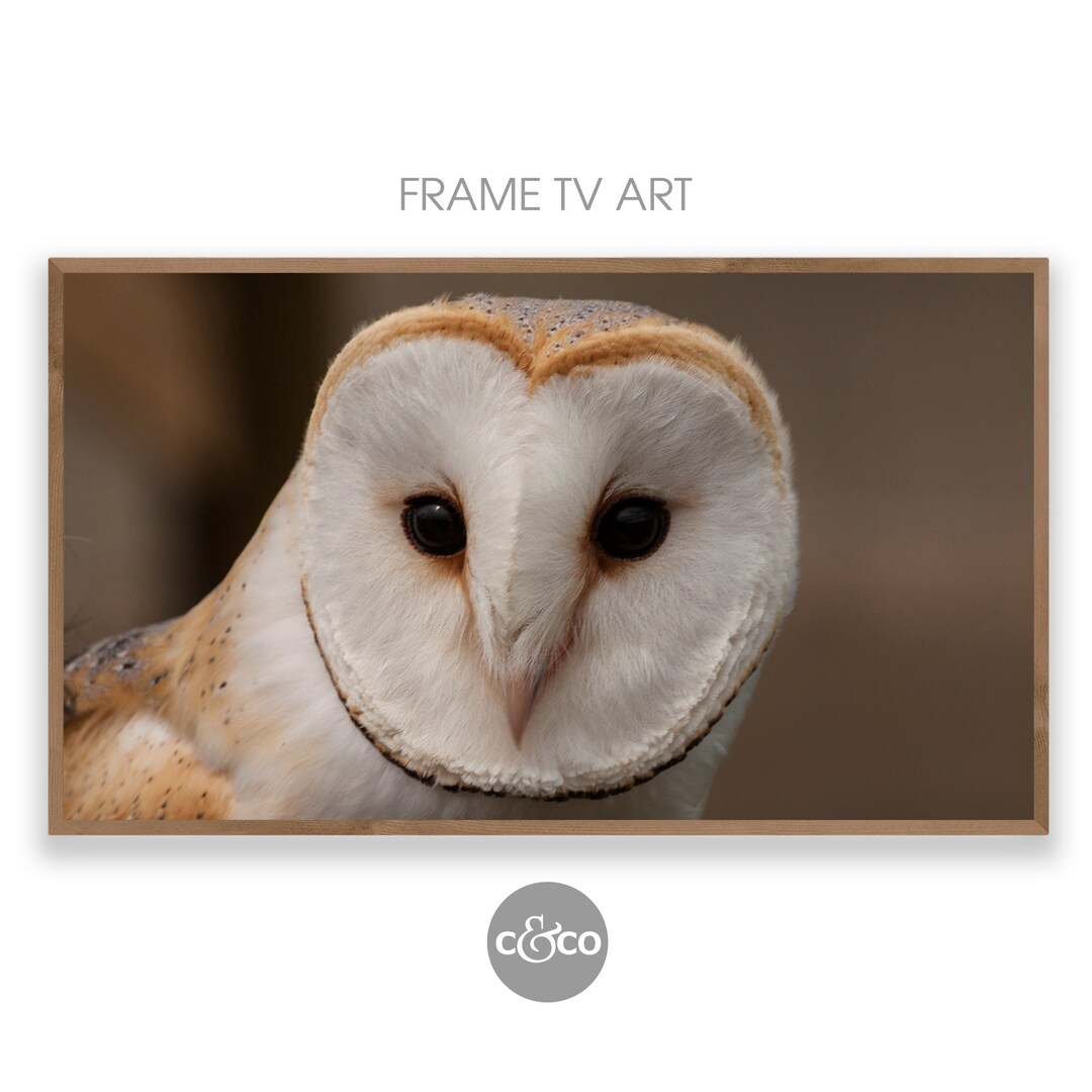 Frame TV Nature Photo of a Barn Owl for the Samsung Frame TV Art ...
