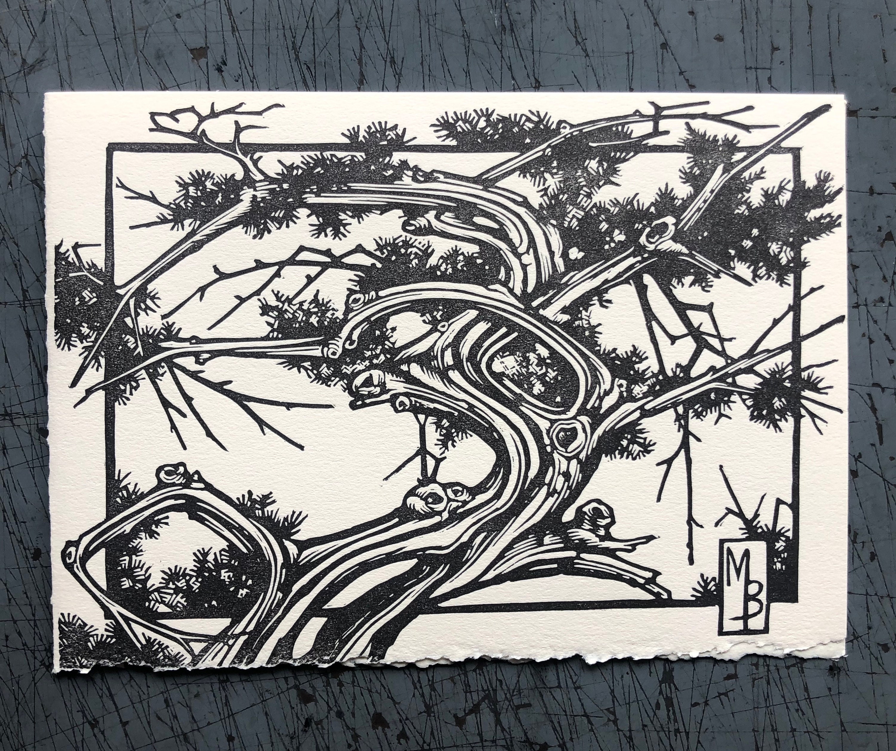 Monterey Cypress Card - Etsy