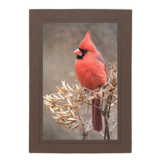 Cardinal Photo Note Card Red Cardinal Card Cardinal Card | Etsy