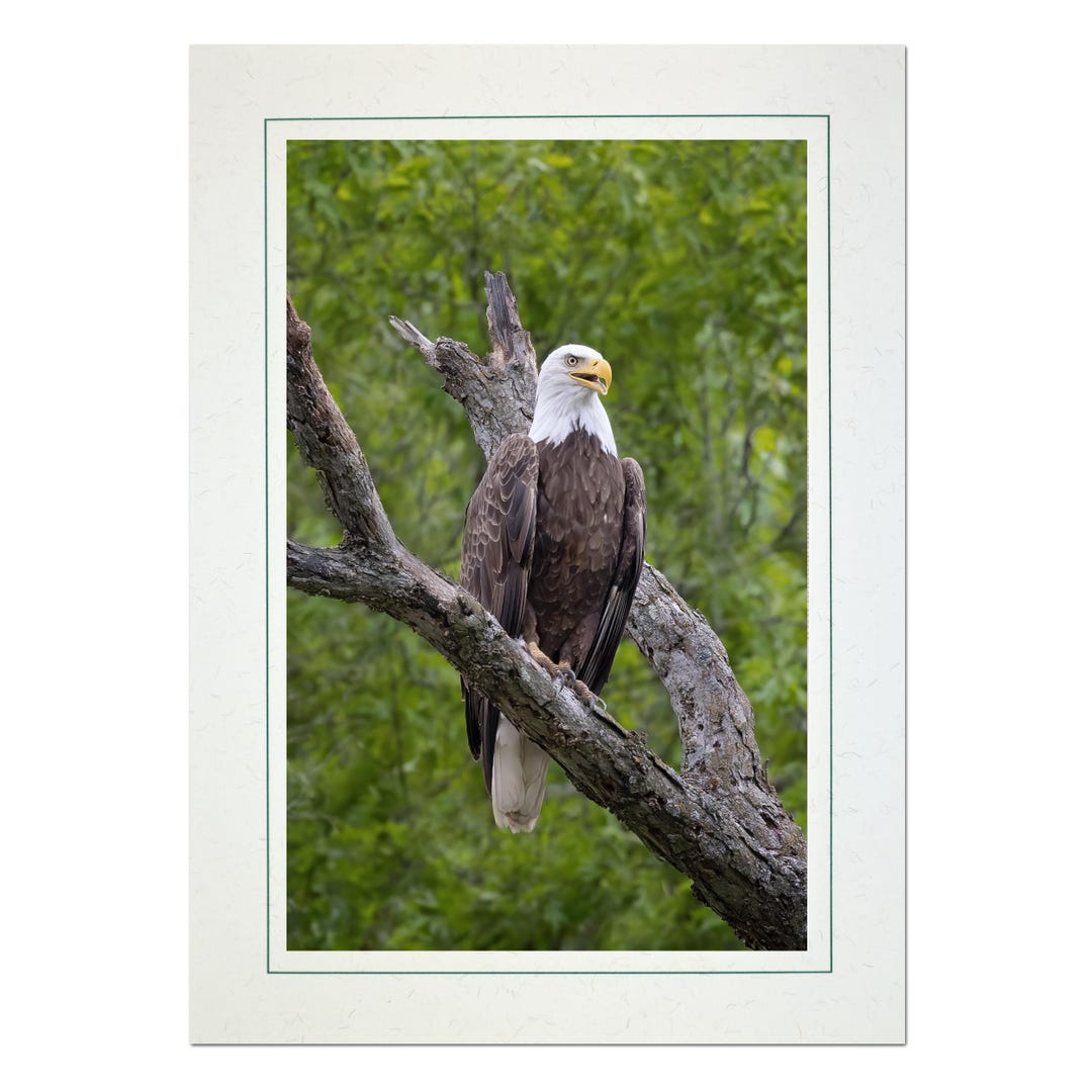 Bald Eagle Photo Note Card; Eagle Photography; American Eagle Greeting ...