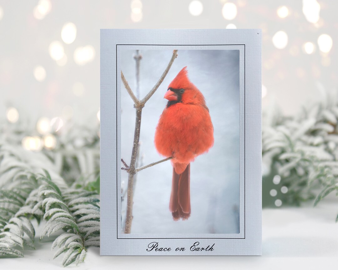 Cardinal Christmas Card peace on Earth Cardinal Greeting Card Red Bird ...