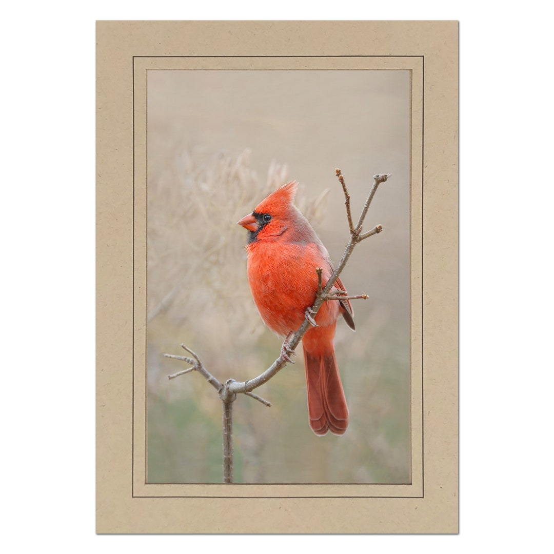Cardinal Photo Note Card; Red Cardinal Card; Cardinal Card; Red Bird ...