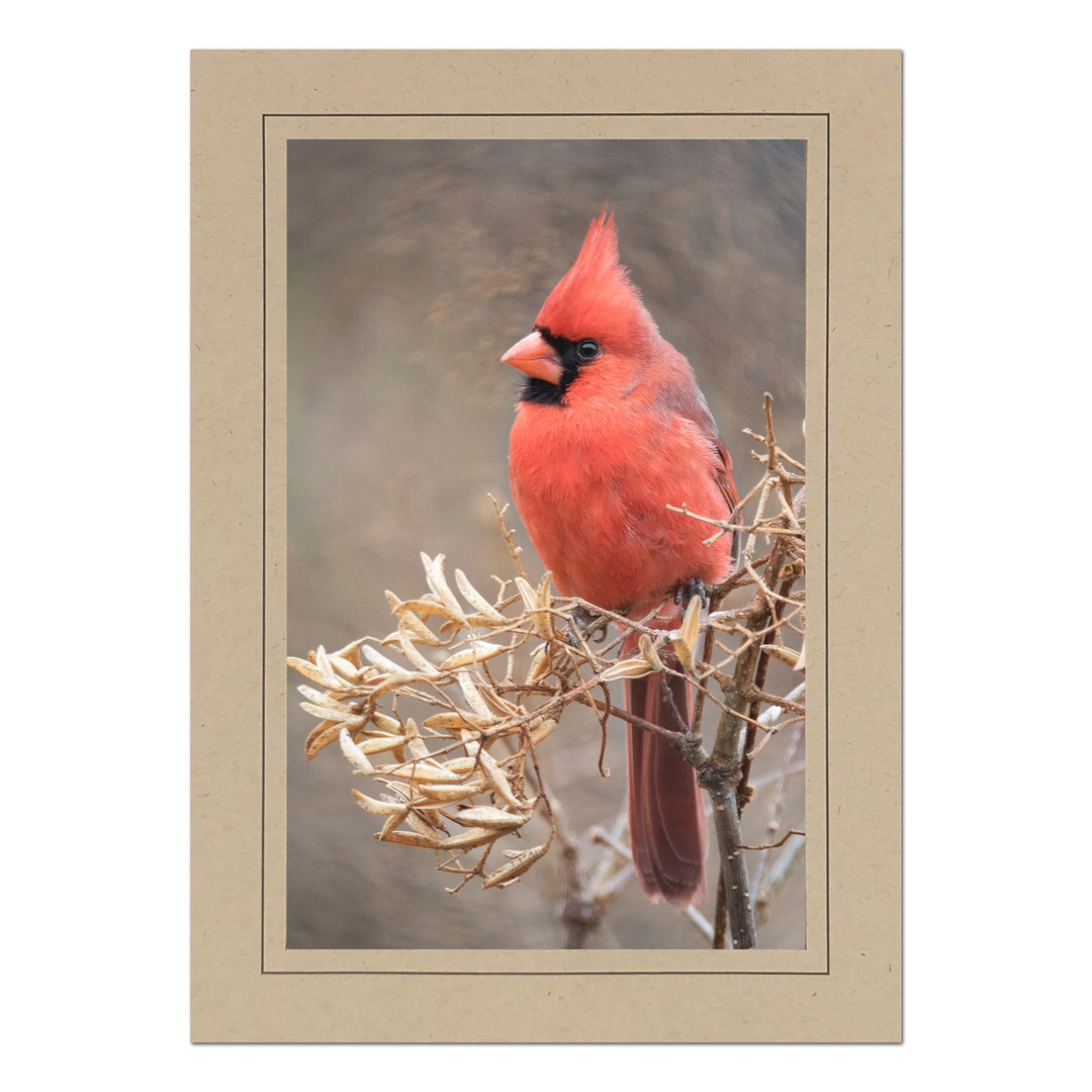 Cardinal Photo Note Card; Red Cardinal Card; Cardinal Card; Red Bird ...