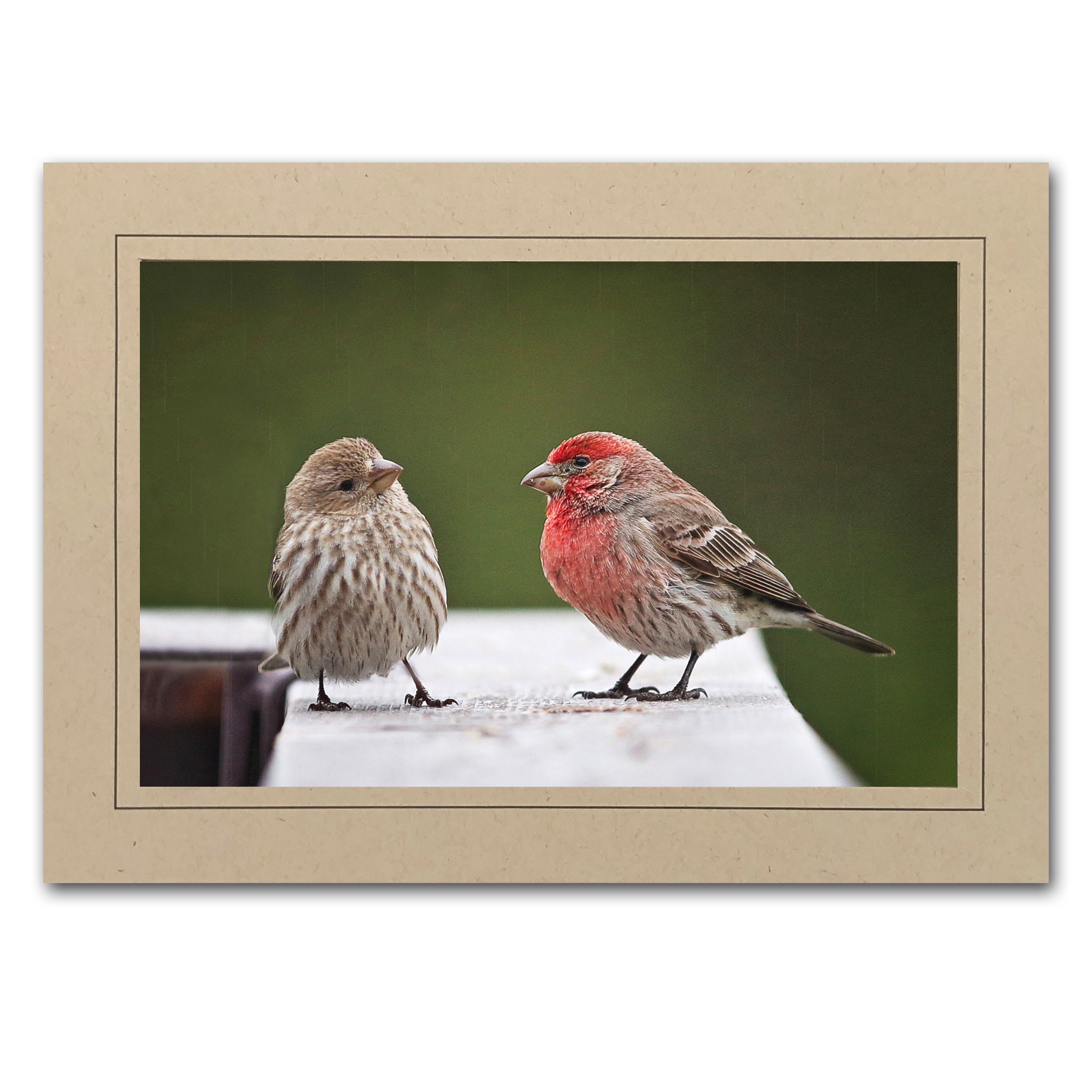 House Finch Couple Photo Note Card; Cute Bird Card; Finch Card; 4x6 ...
