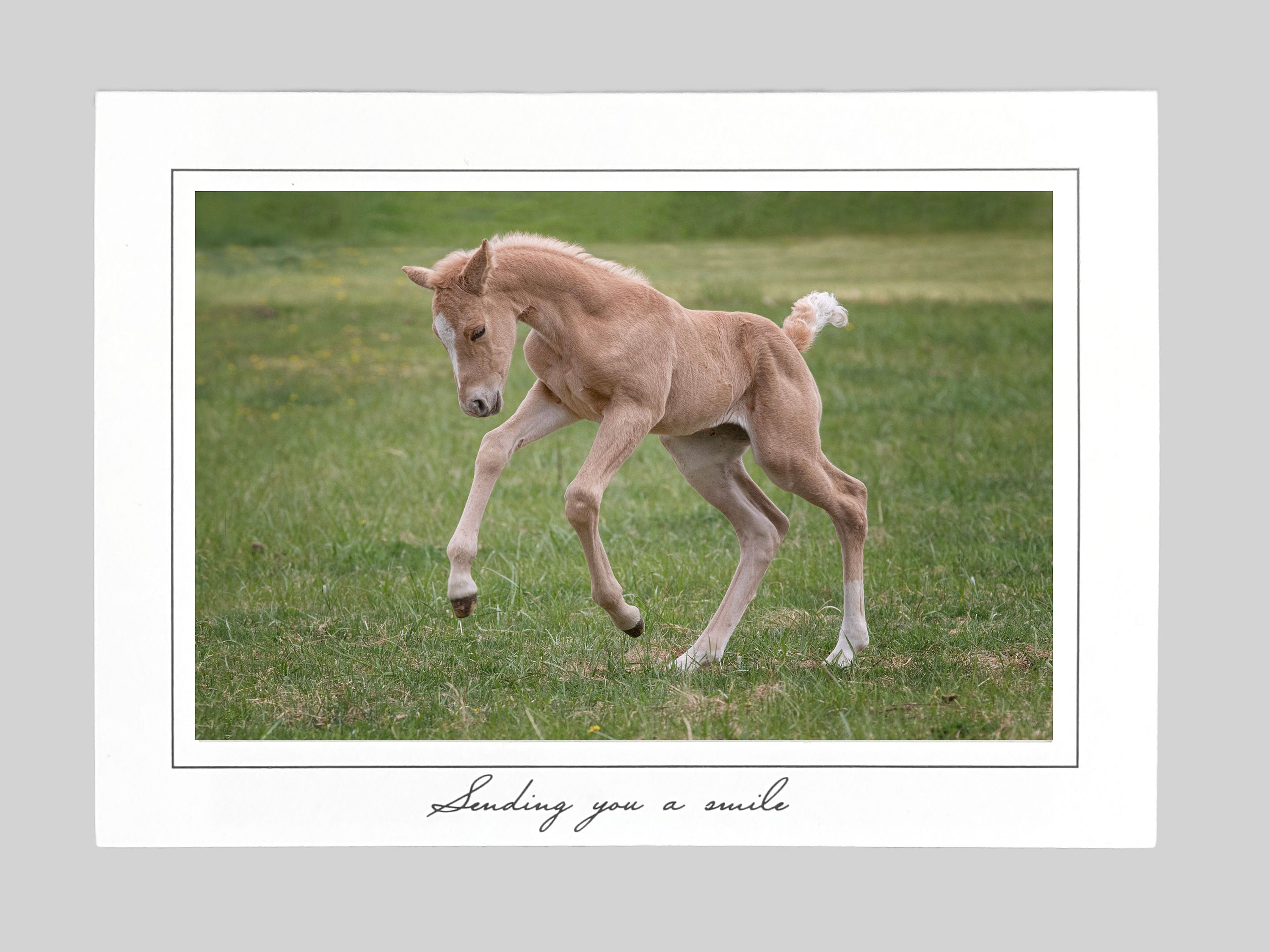 Baby Palomino Quarter Horse