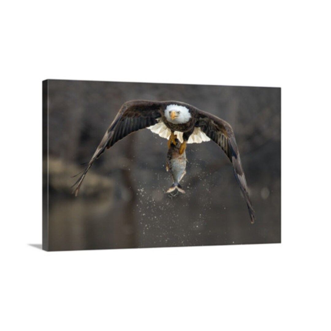 Bald Eagle Wall Canvas; Eagle W/ Fish; American Eagle Canvas; Flying ...