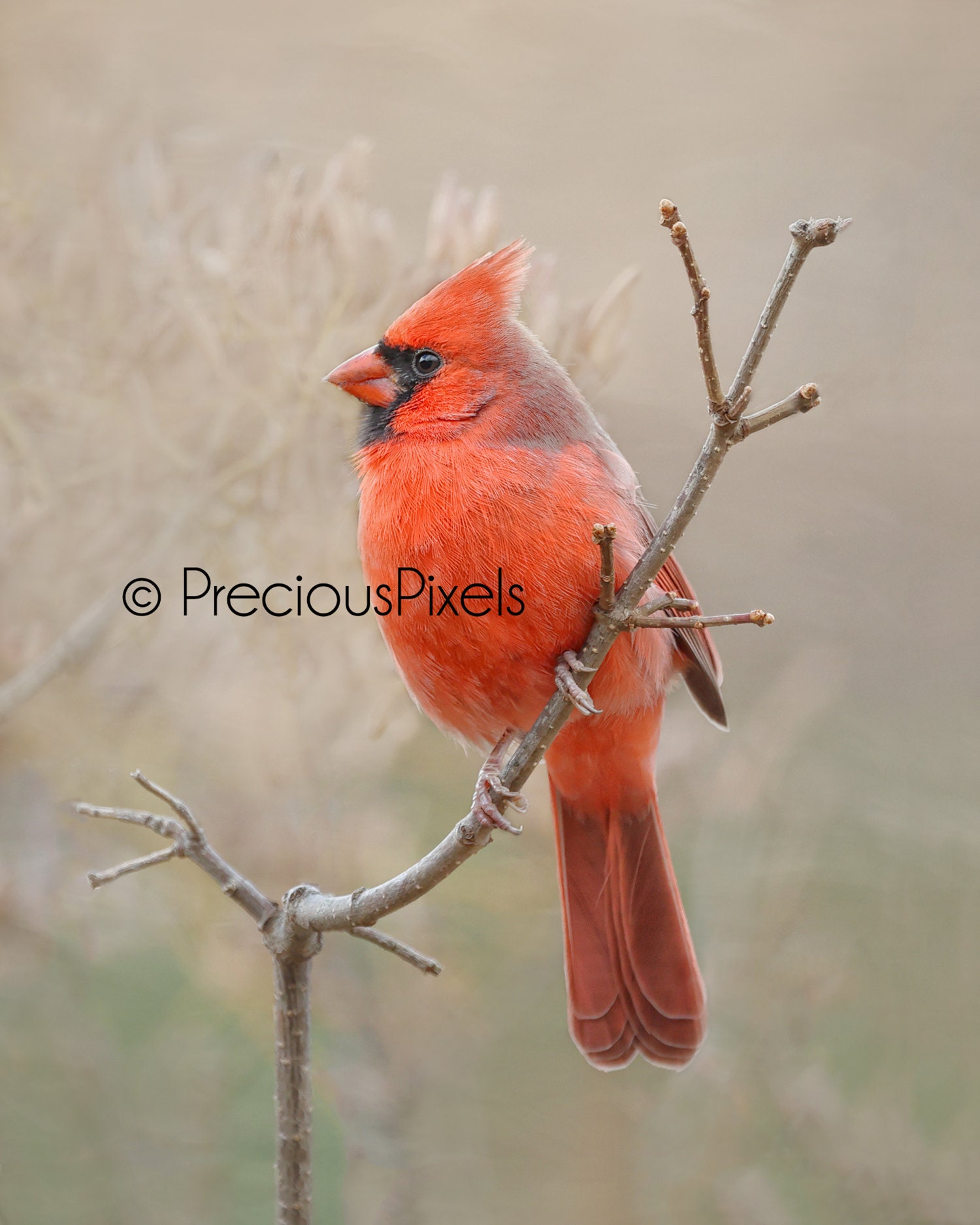 Cardinal Photo Note Card Red Cardinal Card Cardinal Card - Etsy
