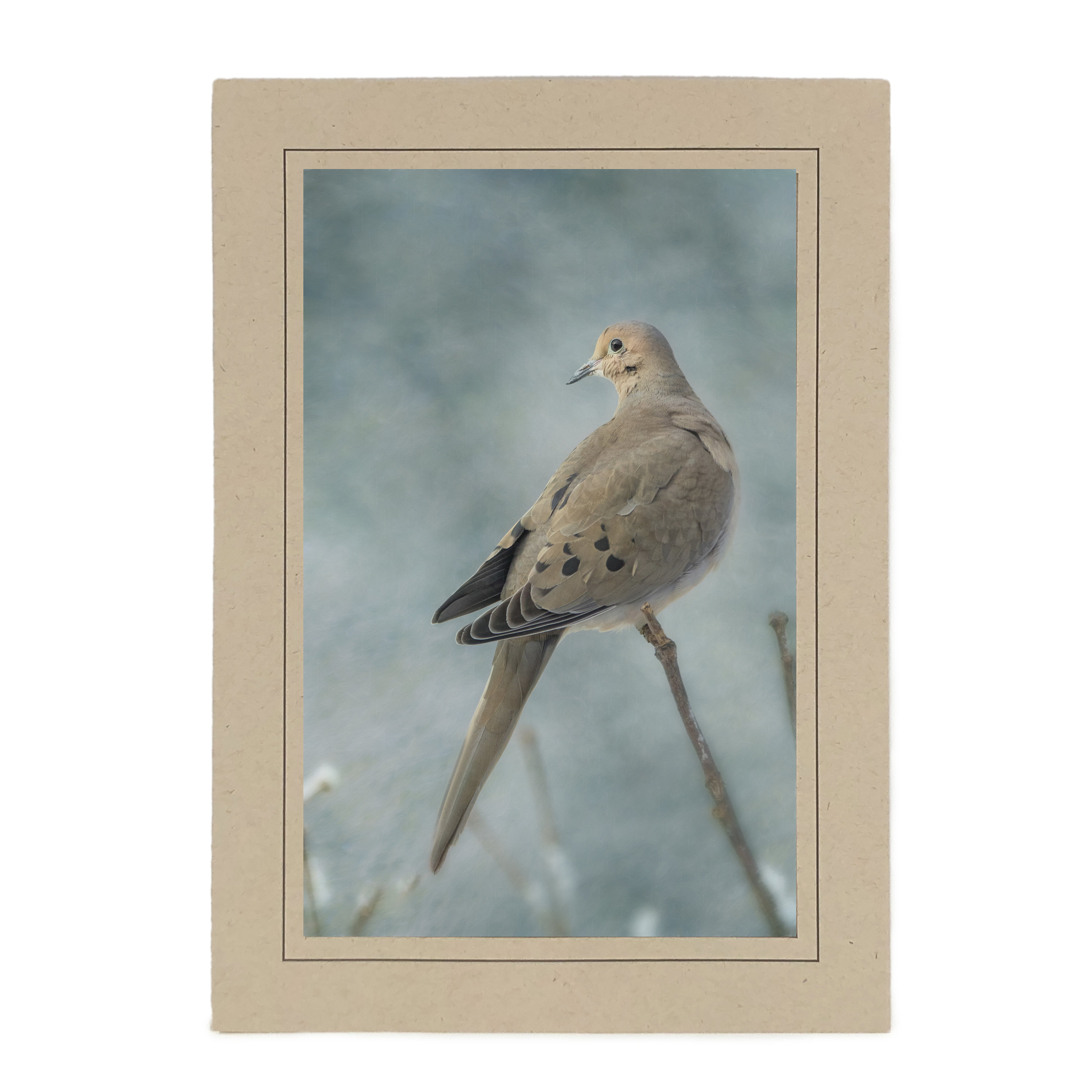 Mourning Dove Photo Note Card; Dove Card; Mourning Dove Print; Handmade ...