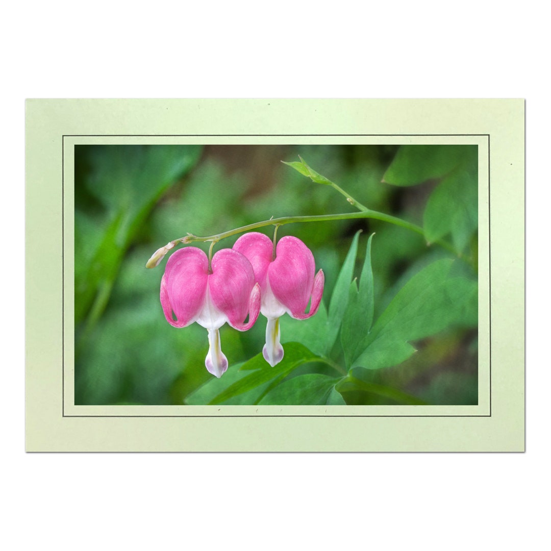 Bleeding Heart Photo Note Card; Floral Valentine Card; Heart Card ...