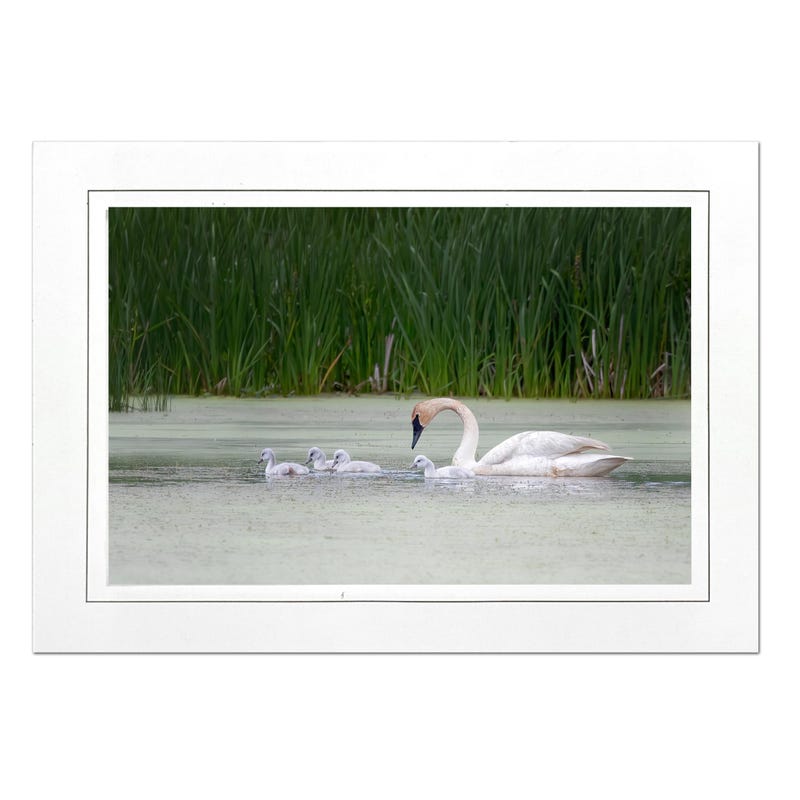 Blank Greeting Card Swan - Etsy