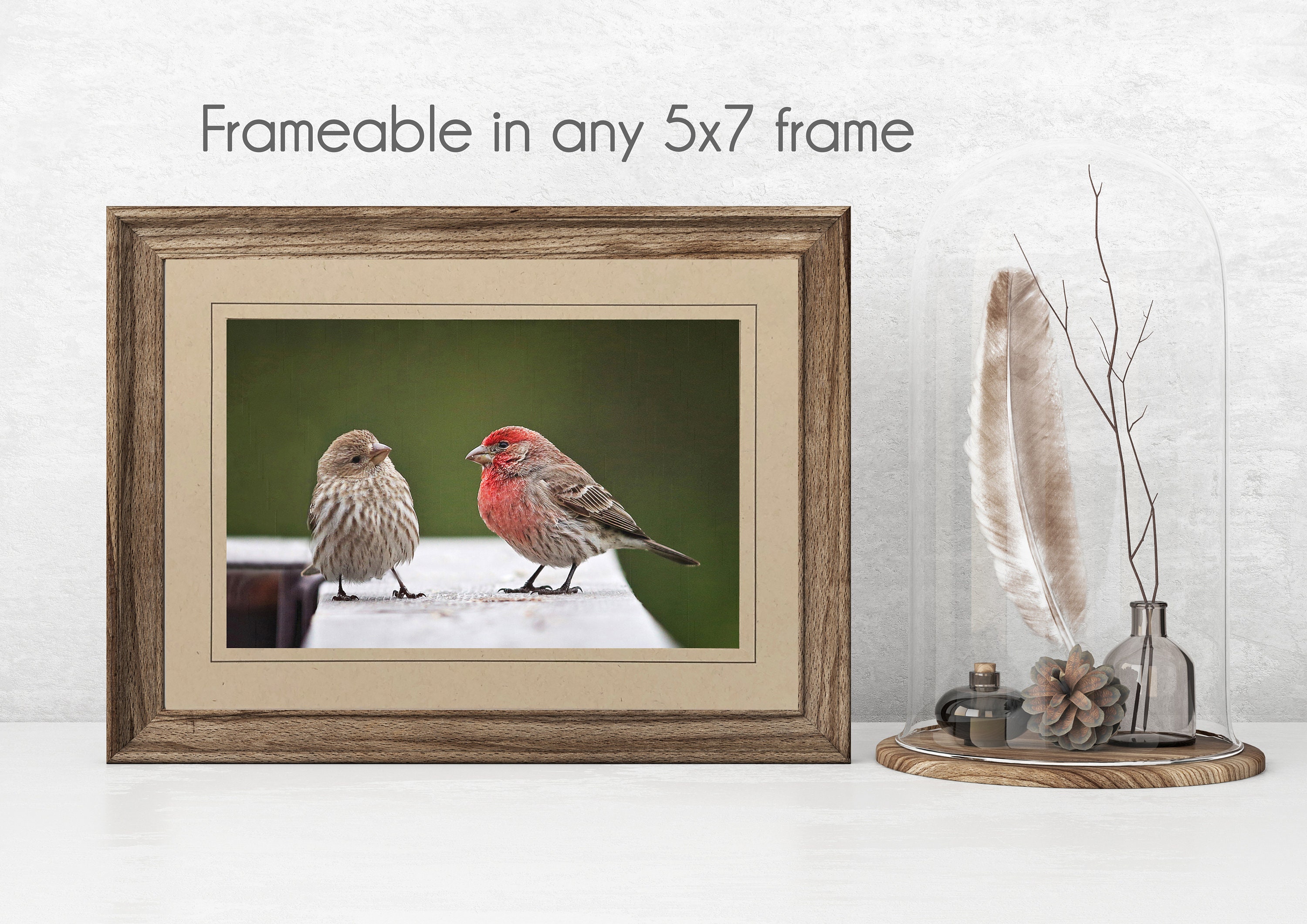 House Finch Couple Photo Note Card Cute Bird Card Finch Card 4x6 Print ...