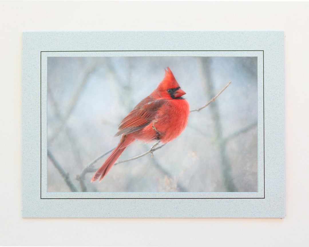 Red Cardinal Photo Note Cards Cardinal Greeting Card Nature - Etsy