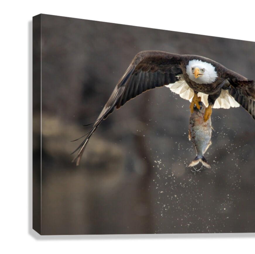 Bald Eagle Wall Canvas; Eagle W/ Fish; American Eagle Canvas; Flying ...
