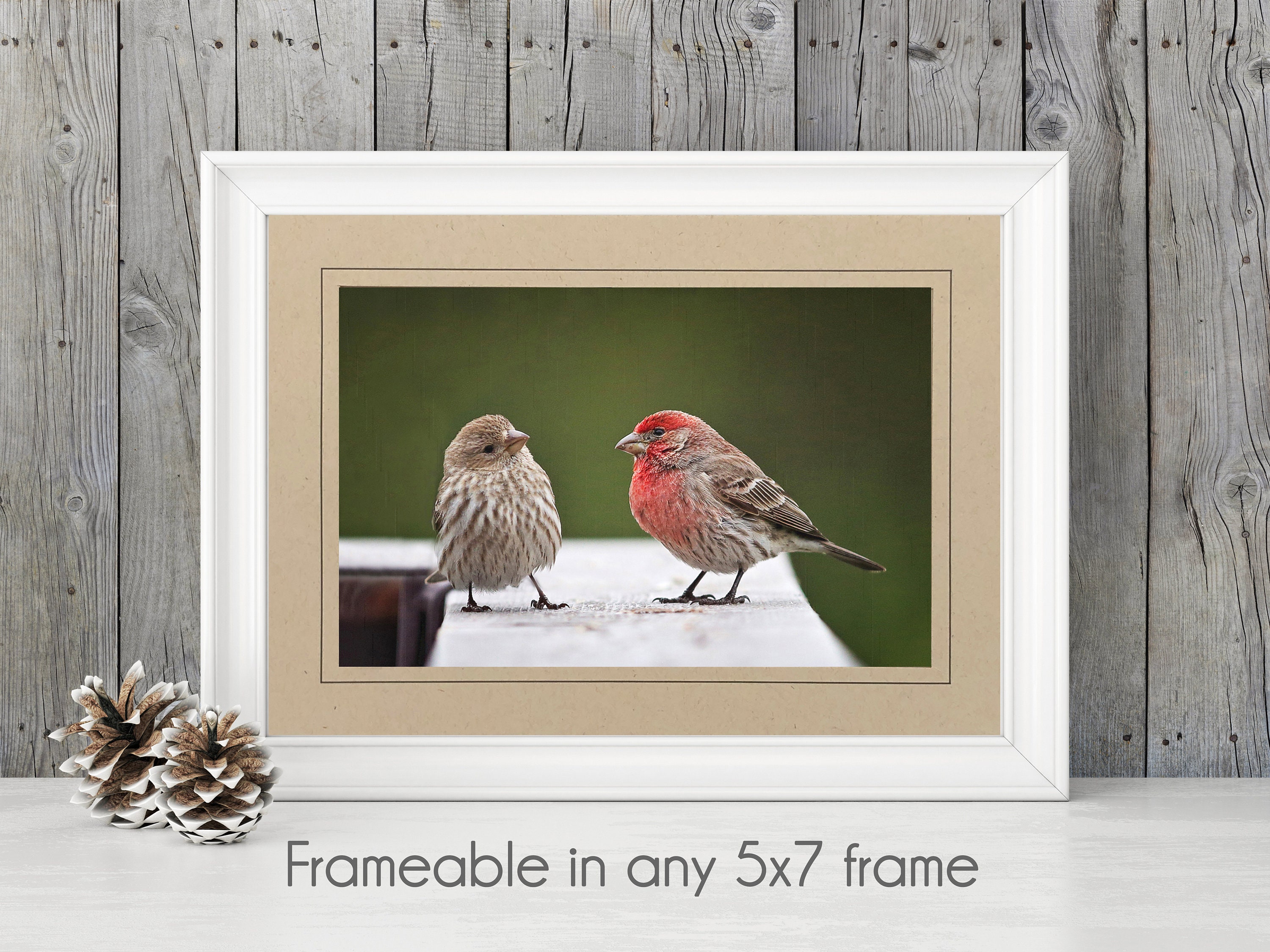 House Finch Couple Photo Note Card Cute Bird Card Finch Card 4x6 Print ...