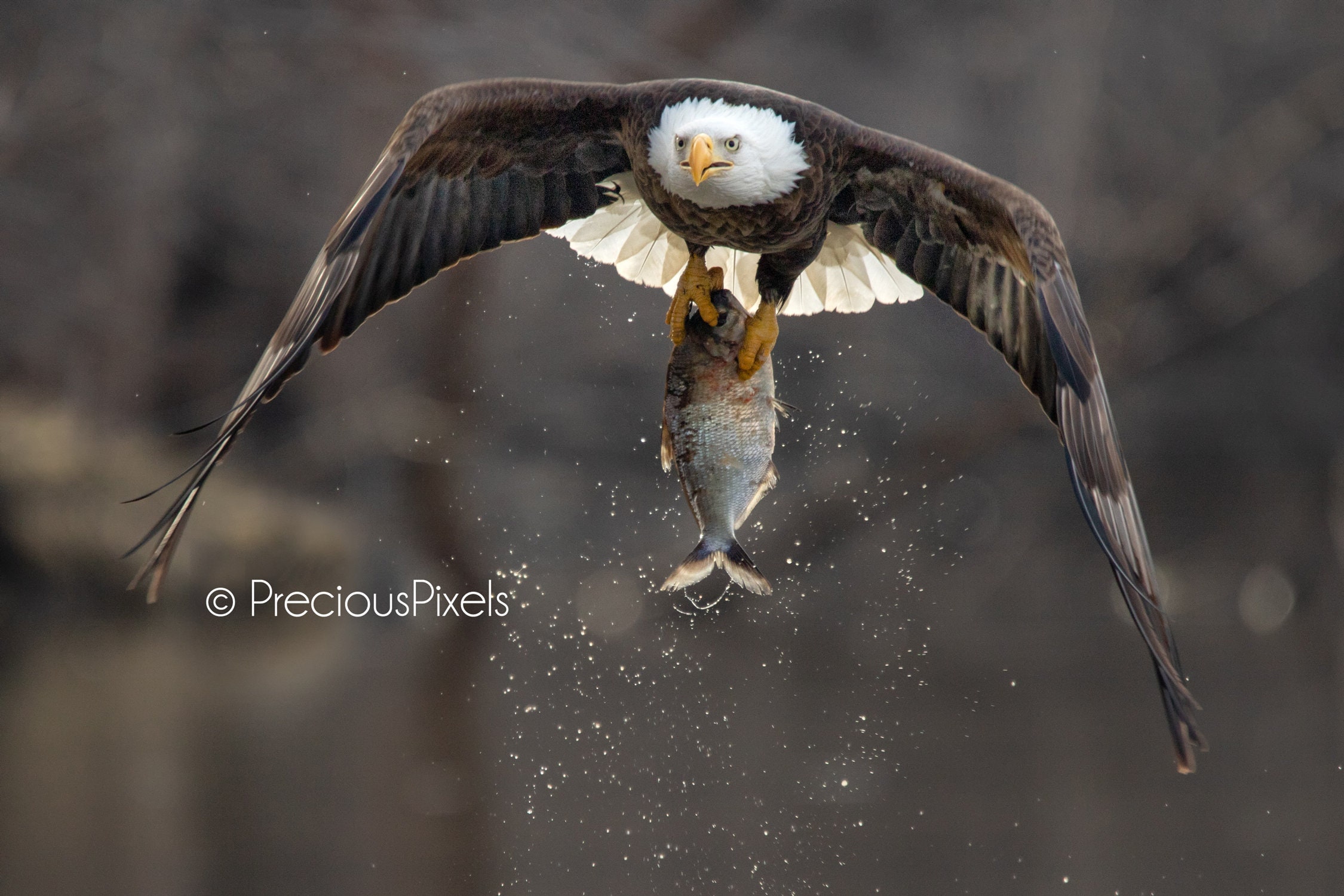 Bald Eagle Wall Canvas; Eagle W/ Fish; American Eagle Canvas; Flying ...