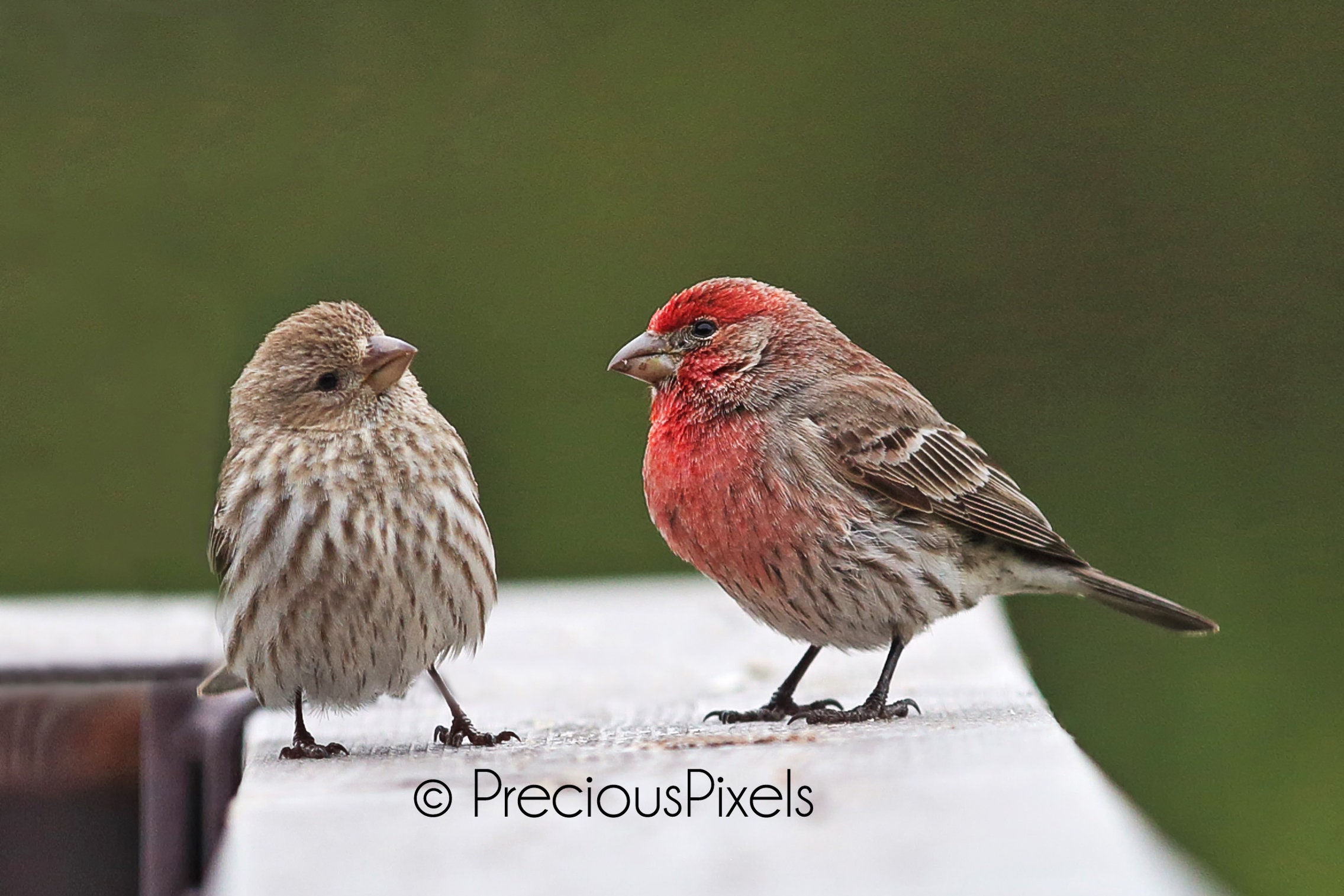 House Finch Couple Photo Note Card Cute Bird Card Finch Card 4x6 Print ...