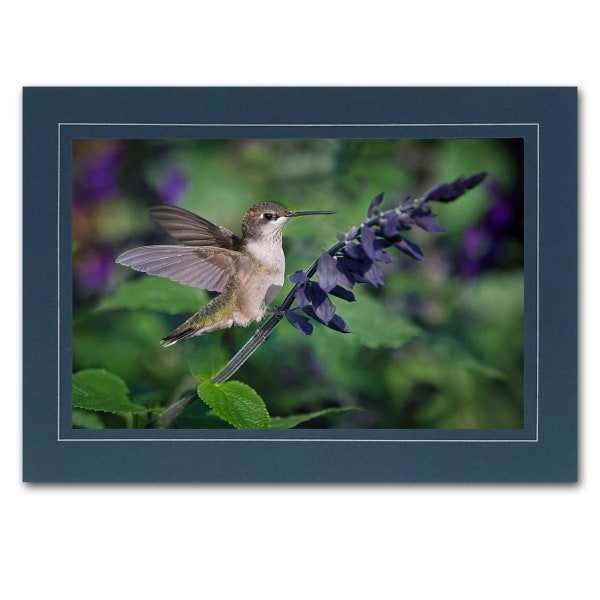 Hummingbird Card - Etsy