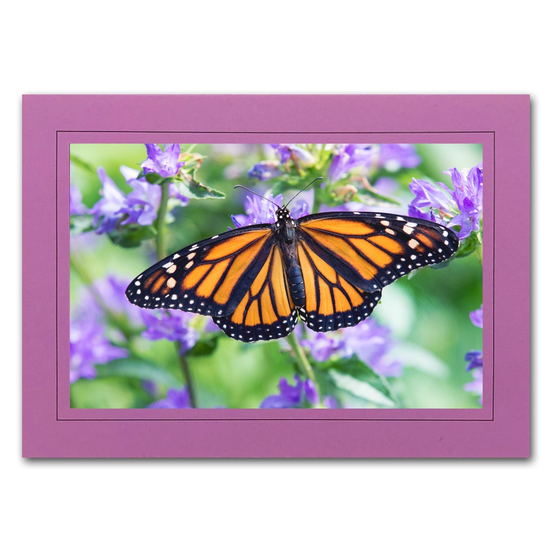 Monarch Butterfly Photo Note Cards Butterfly Photo Card Butterfly ...