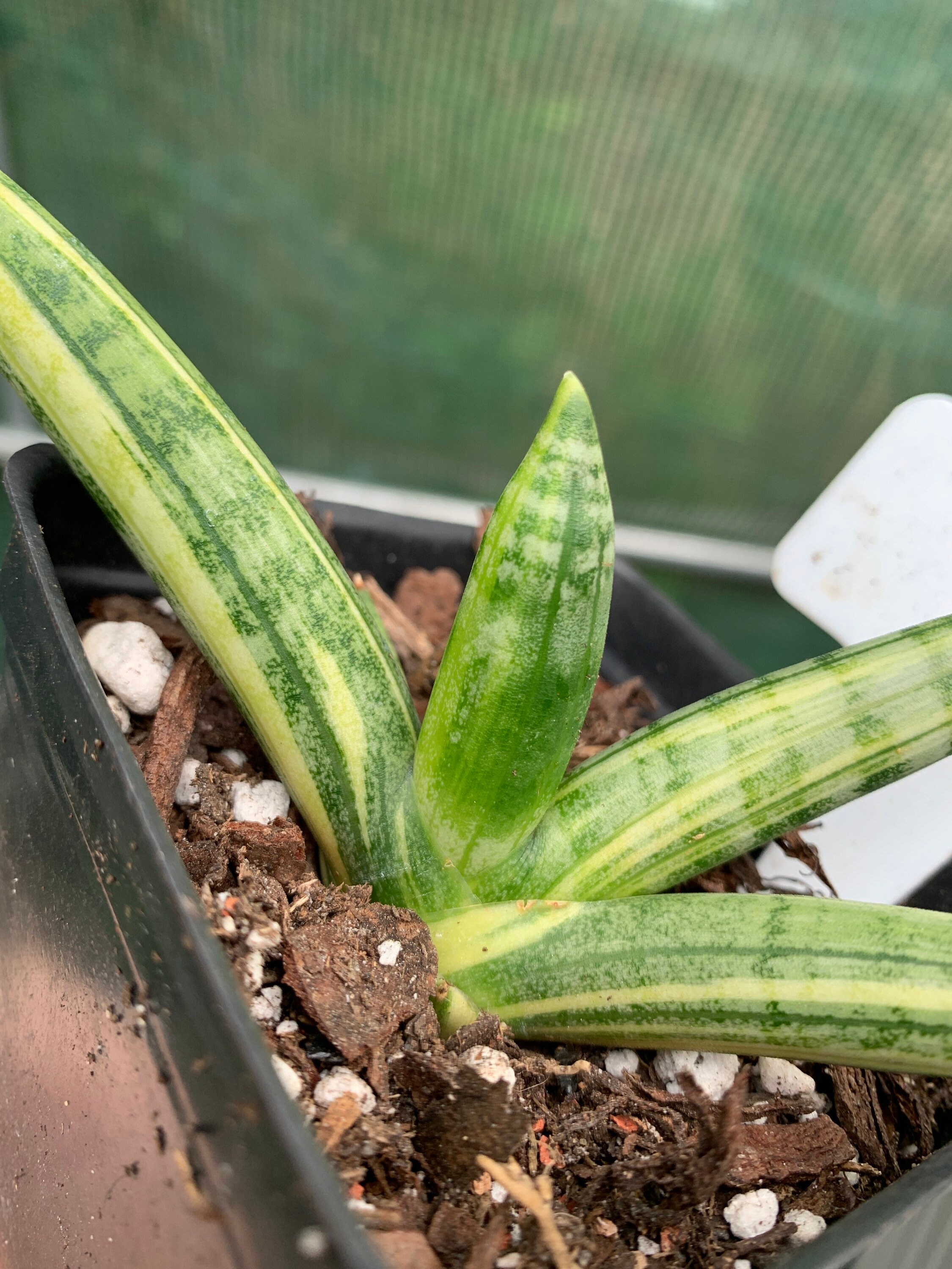 Variegated sansevieria boncel starfish | Etsy