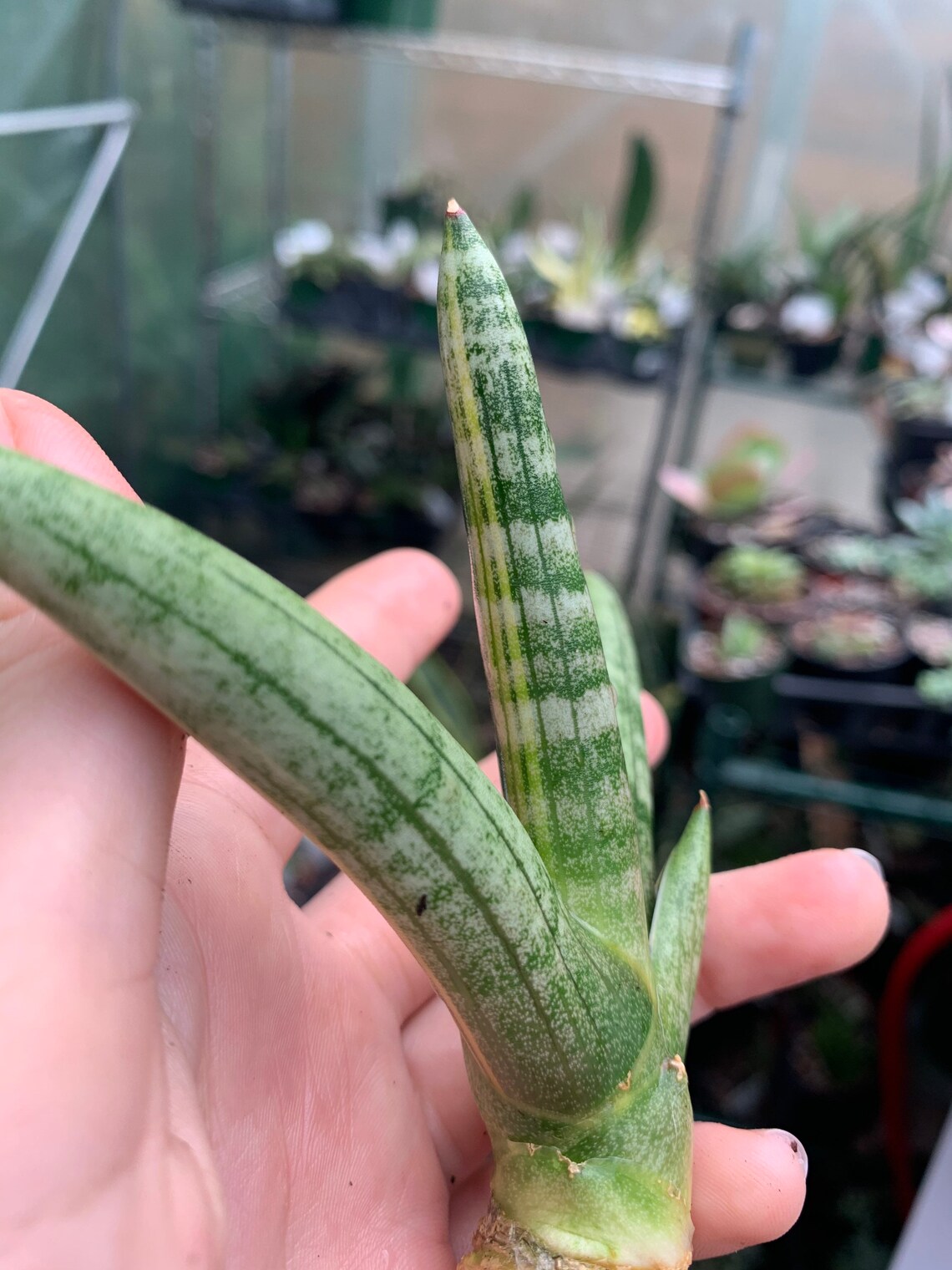 Variegated sansevieria boncel starfish | Etsy