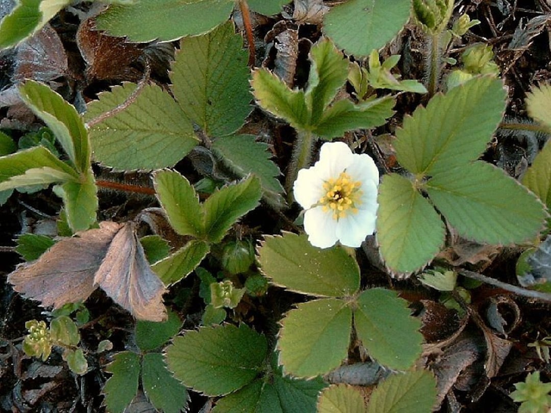 Wild Strawberry (fragaria Virginiana) - Etsy