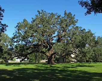 Southern Live Oak Seedling quercus Virginiana Organic and Healthy - Etsy