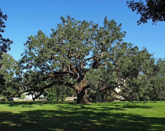 Southern Live Oak (quercus Virginiana) - Etsy