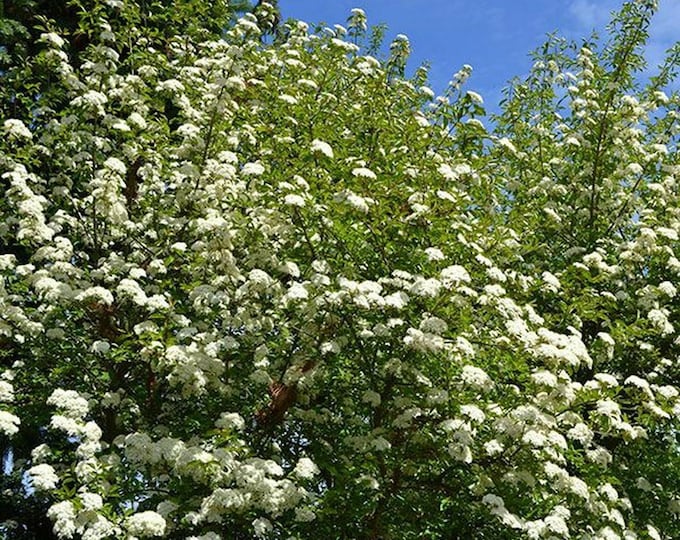Arrowwood Viburnum Bush, Viburnum Dentatum, Edible Fruit, White Flowers ...