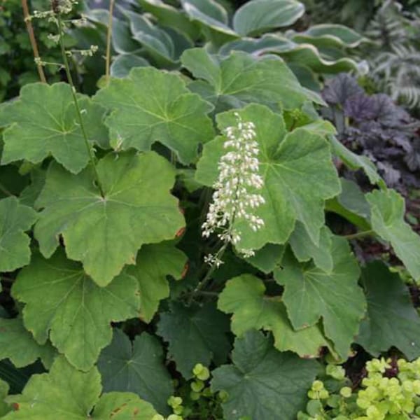 Heuchera - Etsy