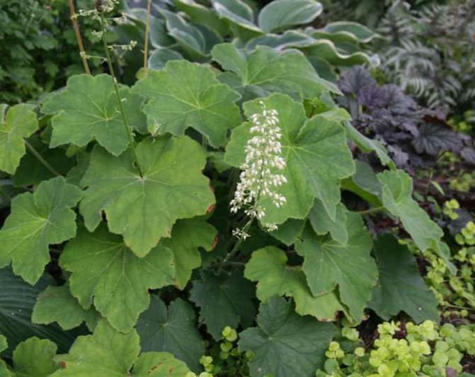 Coral Bells - "autumn Bride" (heuchera Macrorhiza), LIVE PLANT ...