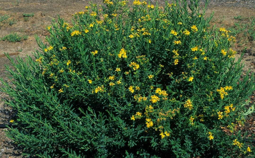 Bushy St. John's Wort (hypericum Densiflorum) 3-pack of Tubelings - Etsy