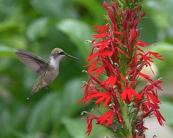 3 Screaming Red Cardinal Flowers (lobelia Cardinalis) in 2.5" Pots ...