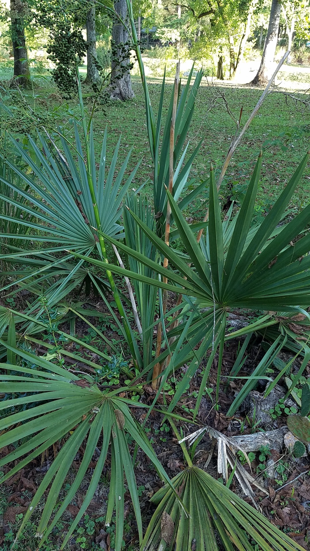 Dwarf Palmetto (sabal Minor) - Etsy