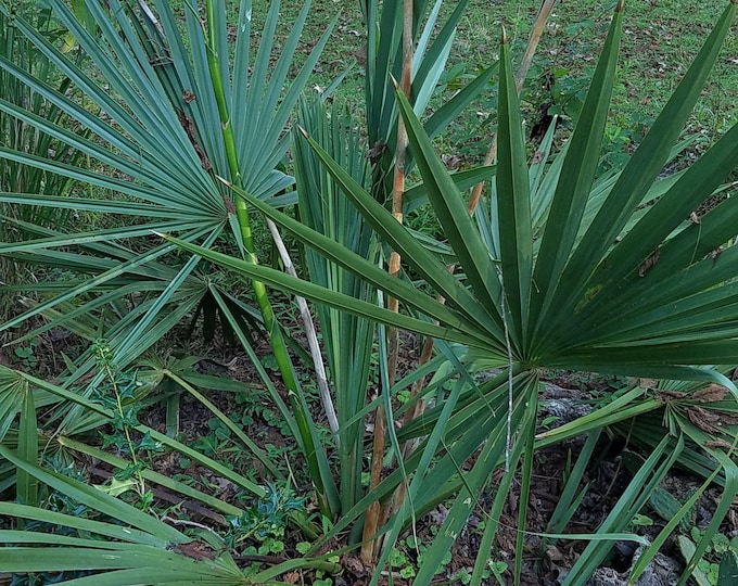 Dwarf Palmetto (sabal Minor) - Etsy