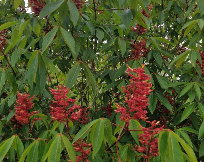 Red Buckeye (aesculus Pavia) - Etsy