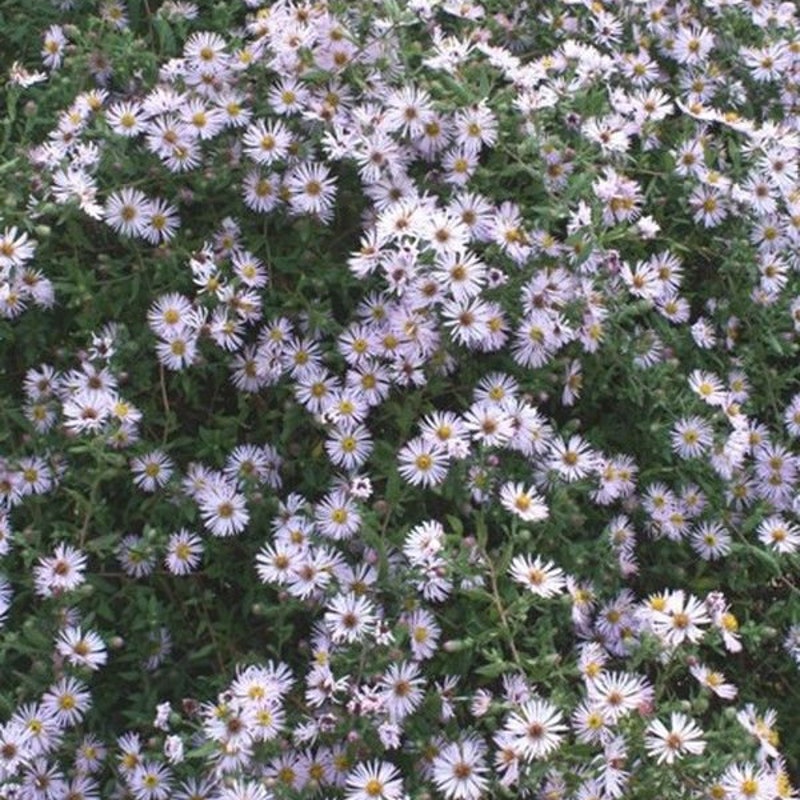 Climbing Plants - Etsy