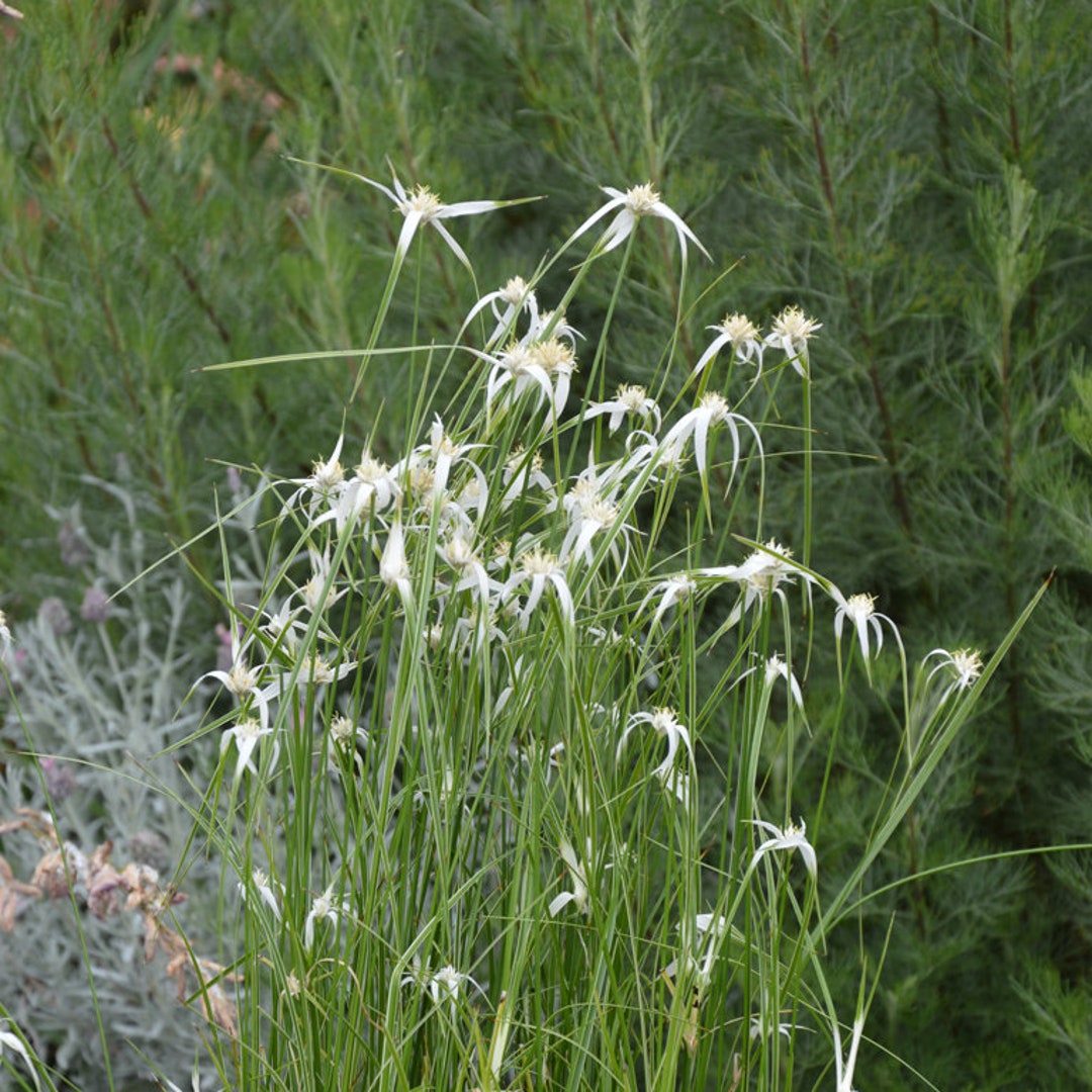 White Topped Sedge (rhyncospora Colorata) - Etsy