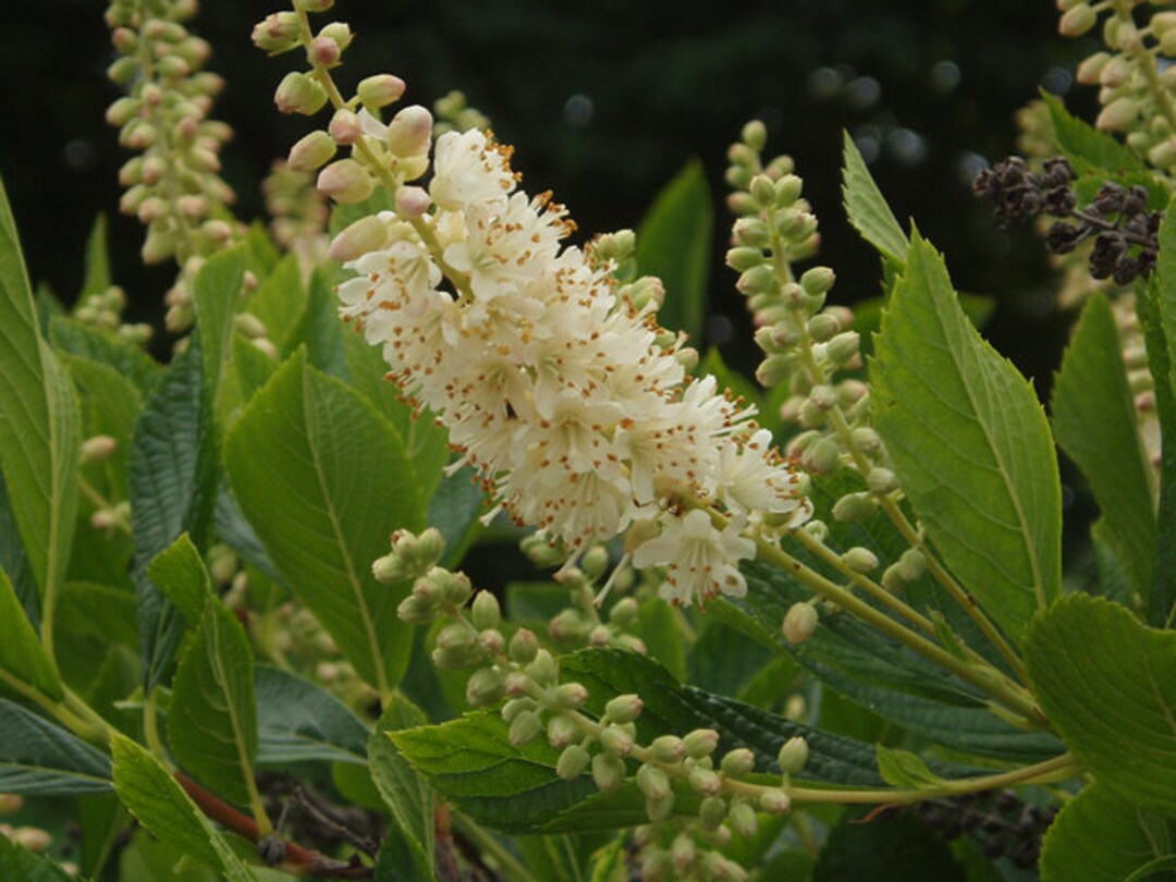 Sweet Pepperbush (clethra Alnifolia) - Etsy
