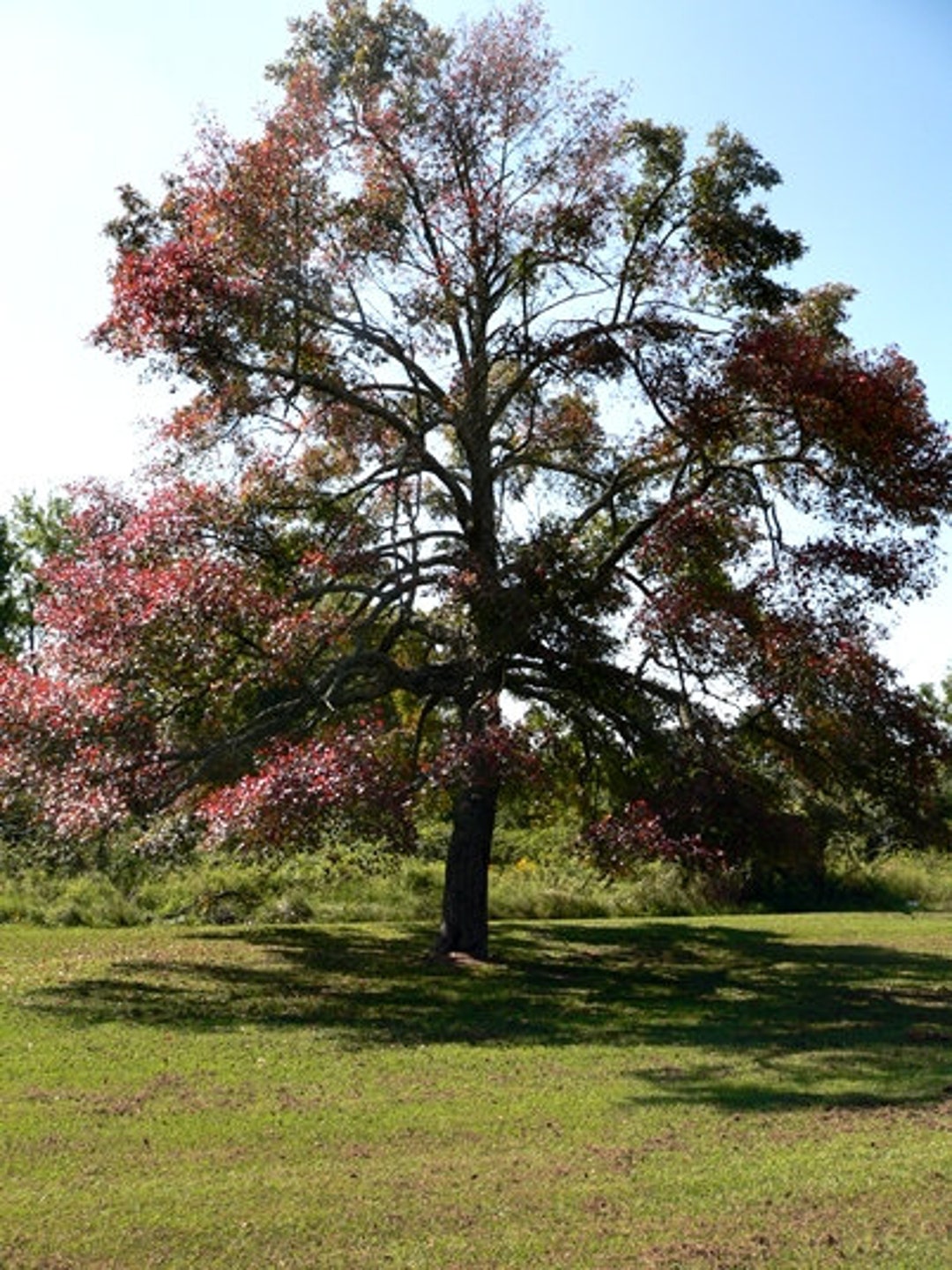 Black Gum, Swamp Tupelo (nyssa Biflora) - Etsy