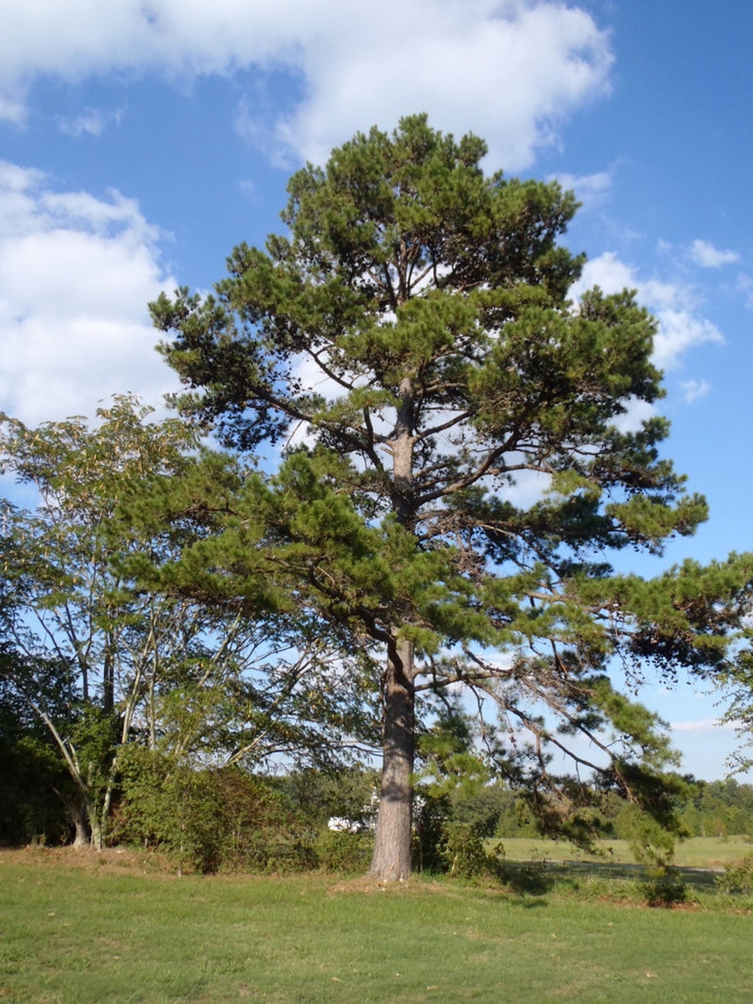 Loblolly Pine (pinus Taeda) - Etsy